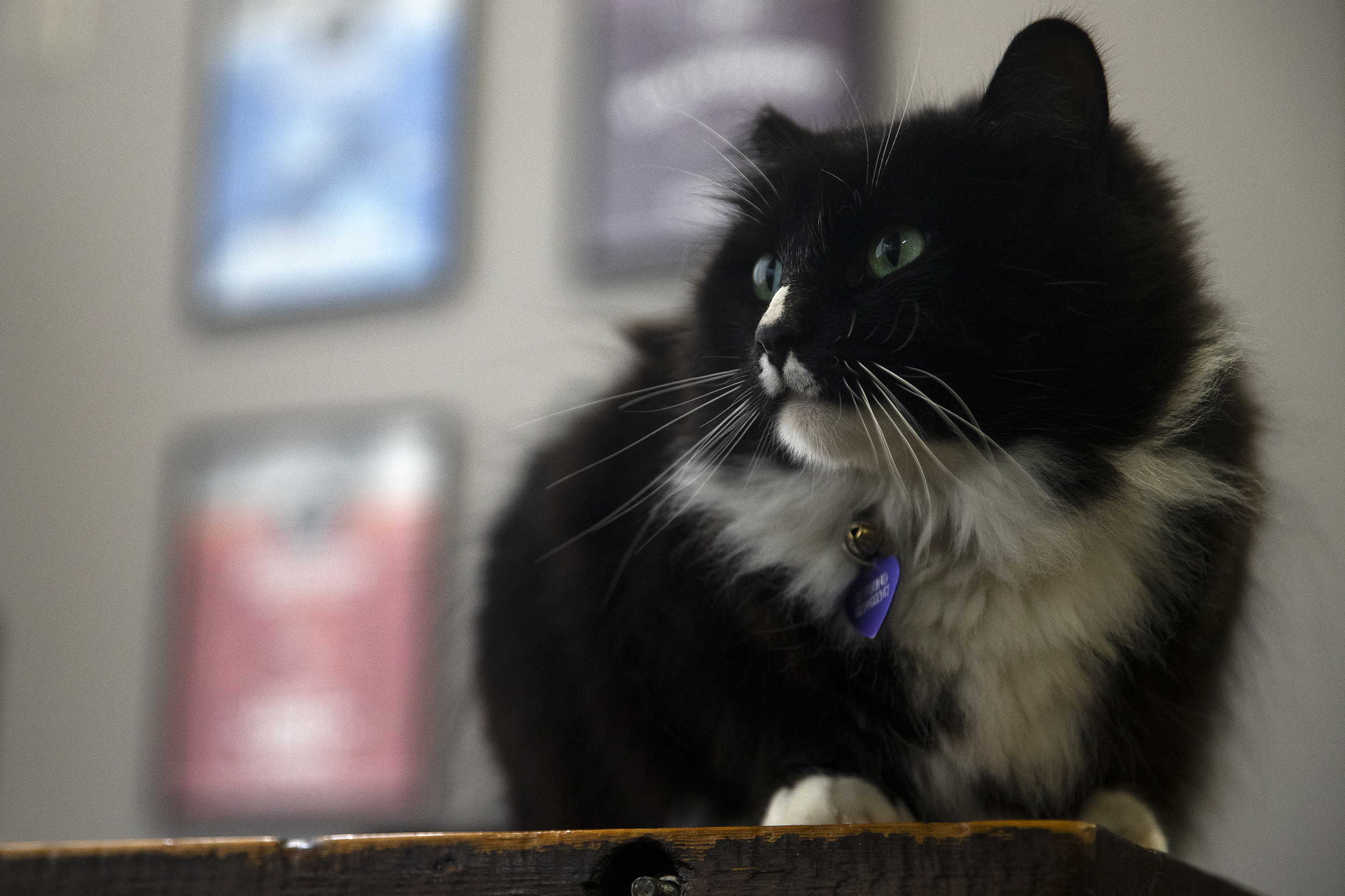 KUOW - MeWow! These feral Seattle cats are hunting mice in local breweries