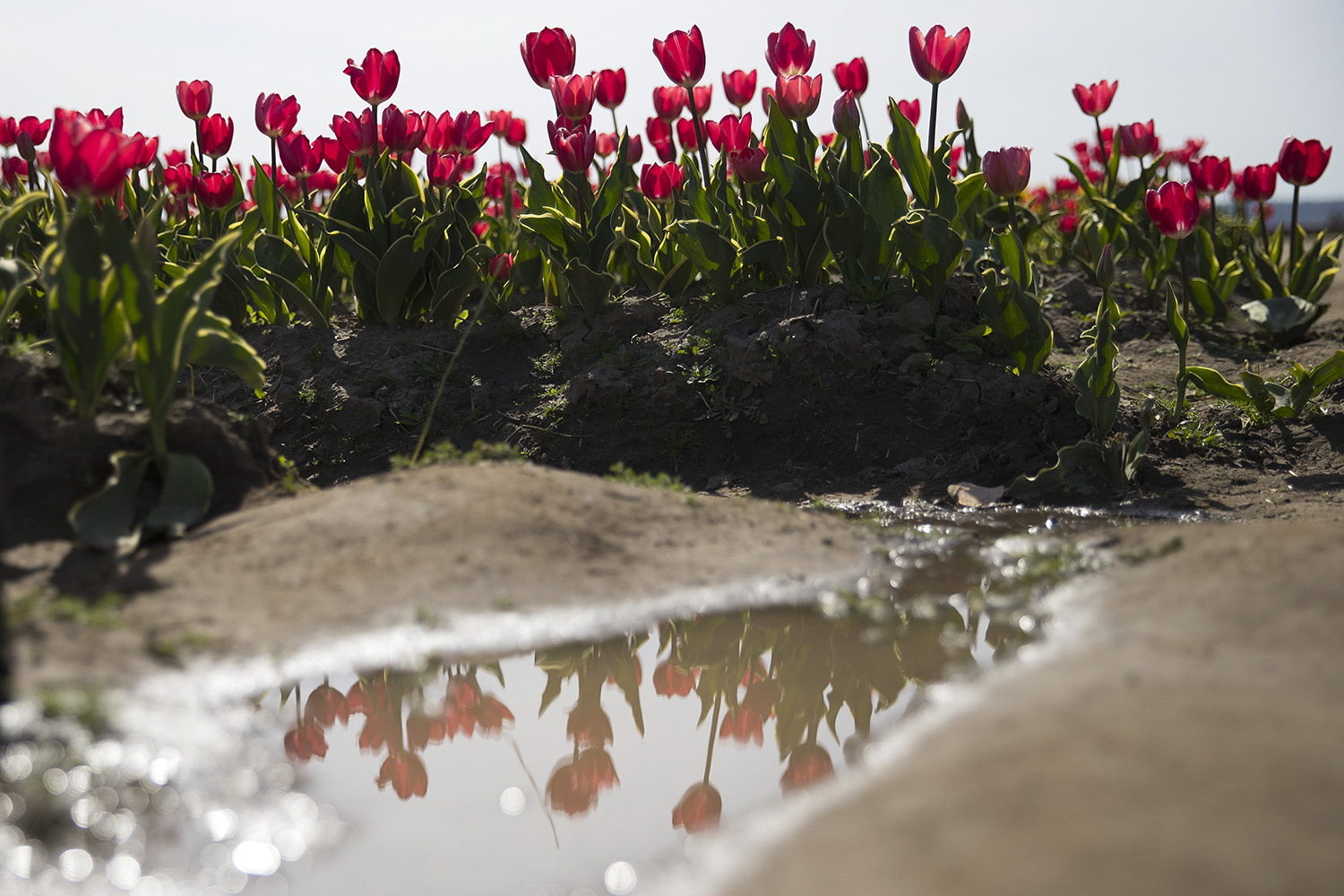 KUOW - Flooding won’t dampen Skagit Valley Tulip Festival
