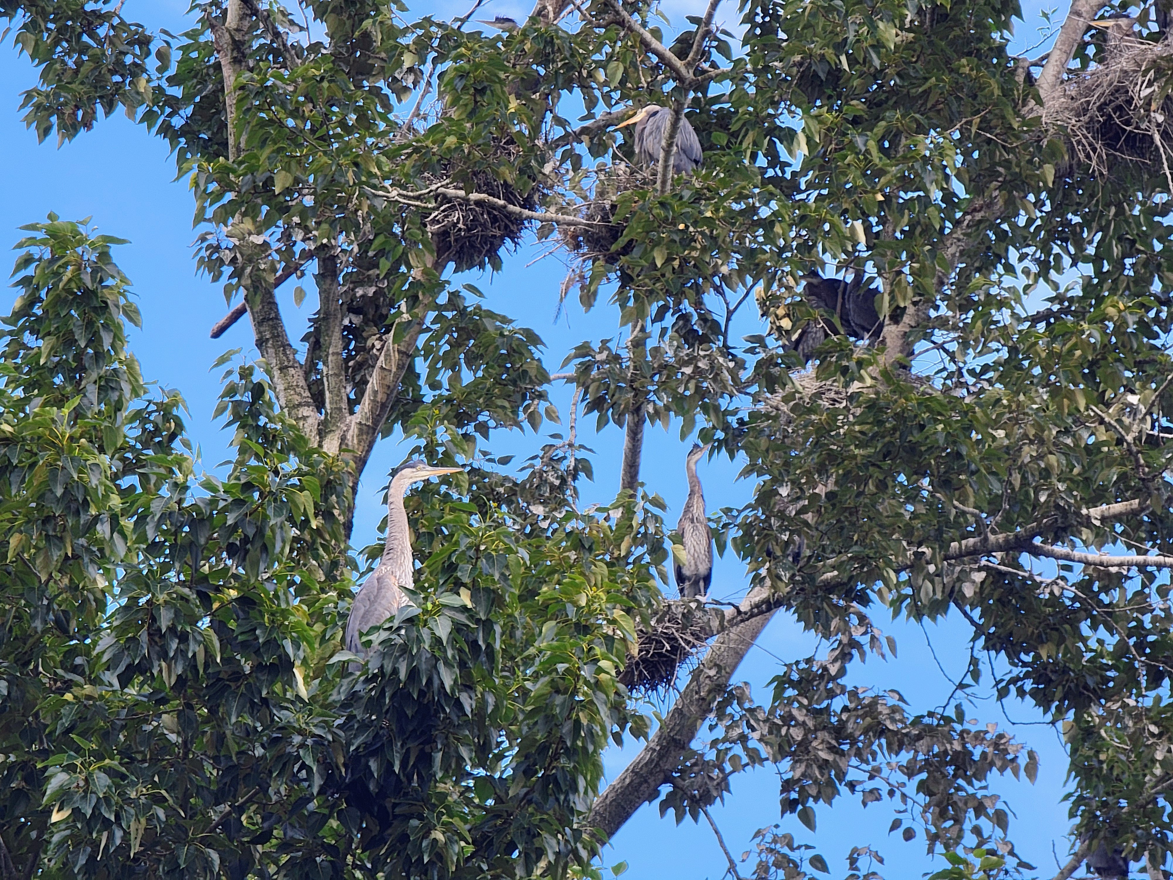KUOW - Want to see hundreds of baby herons? Go to King County's busiest ...