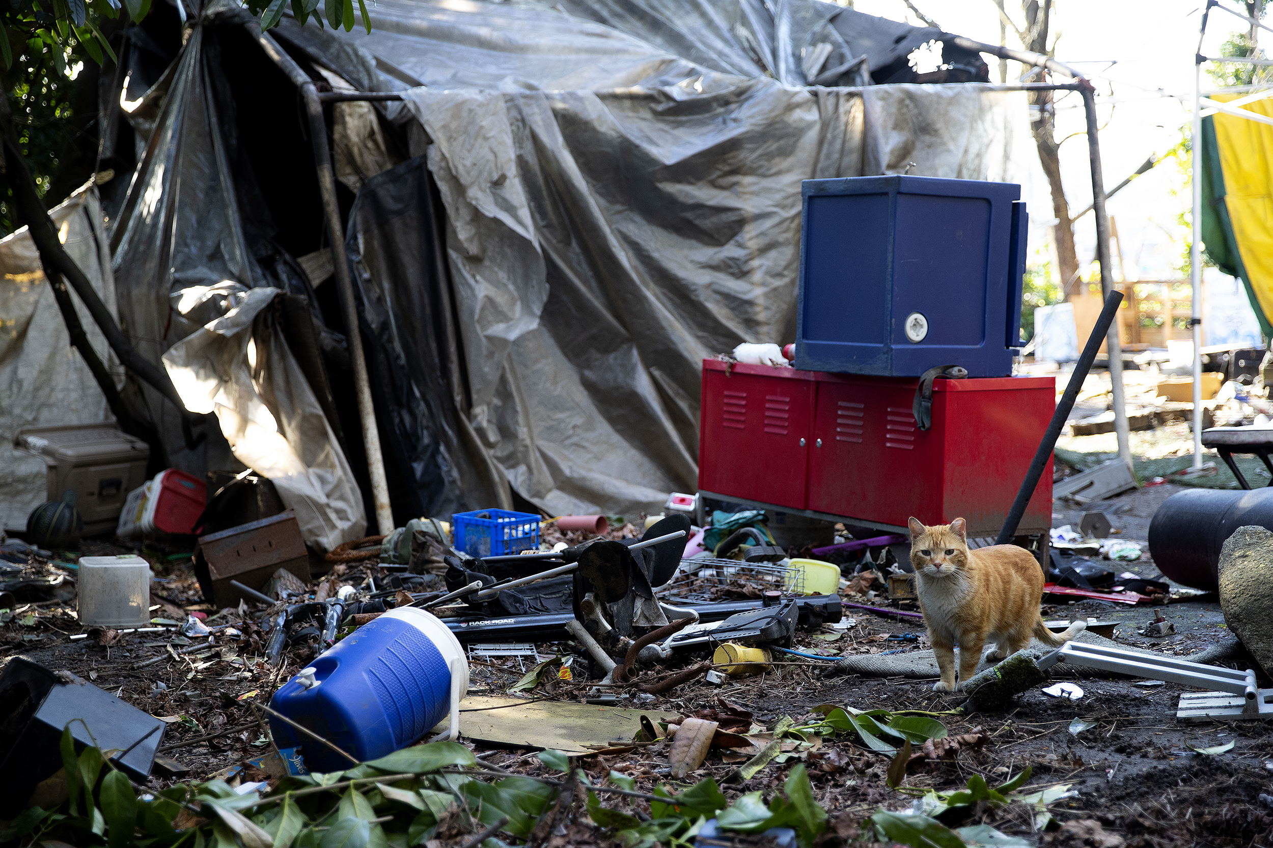 KUOW - PHOTOS: A tiny house village for feral cats in Seattle
