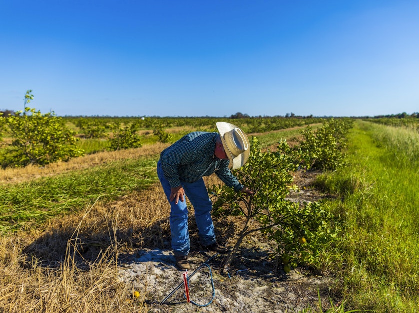 KUOW - Florida agriculture has been slammed by Hurricane Ian KUOW - Florida agriculture has been slammed by Hurricane Ian