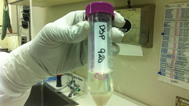 KUOW - Diarrhetic Shellfish Toxin Closes Some Harvesting Beds In South ...