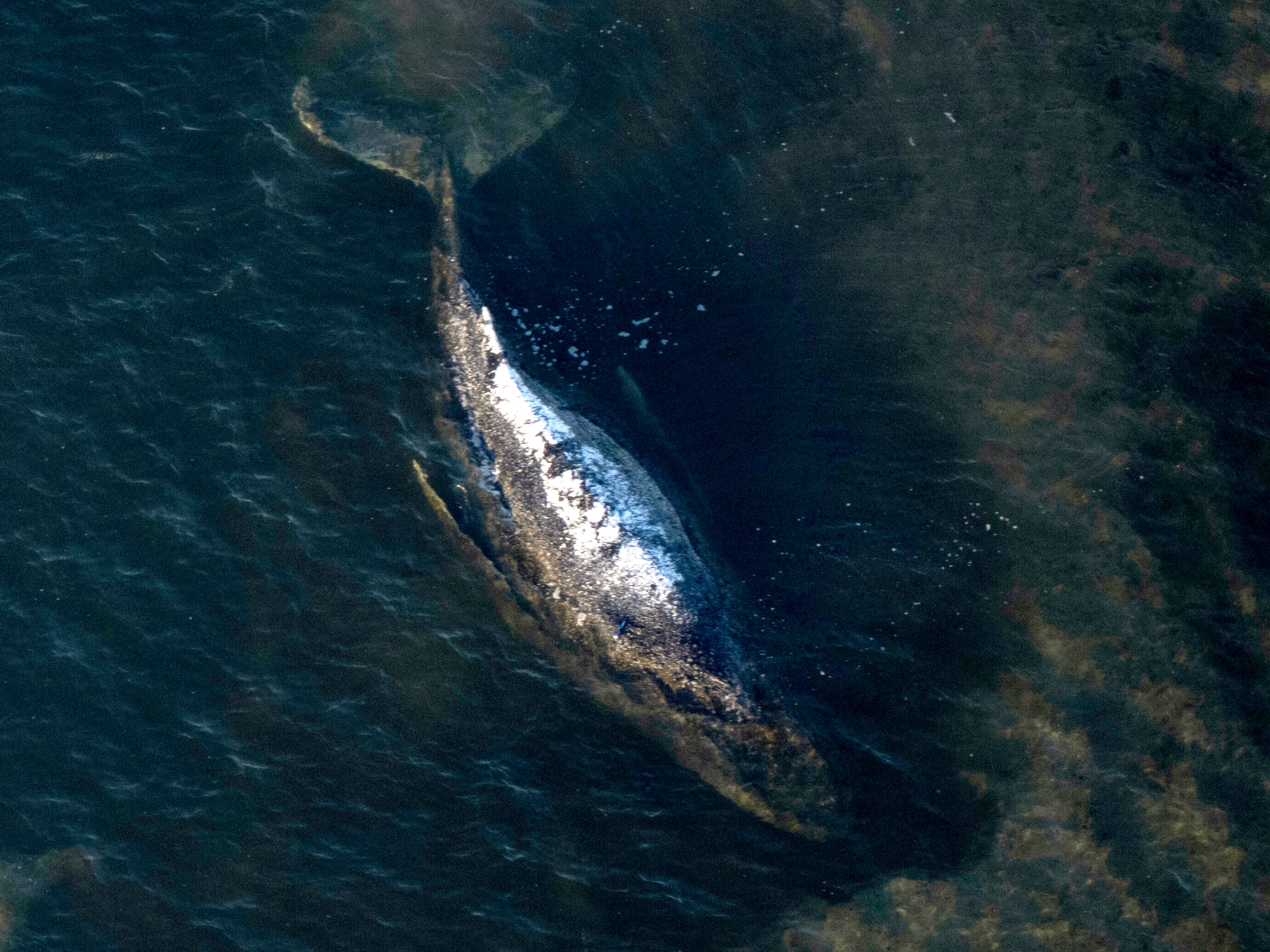 KUOW - Carcass of Timmy the humpback whale brought to shore in Denmark