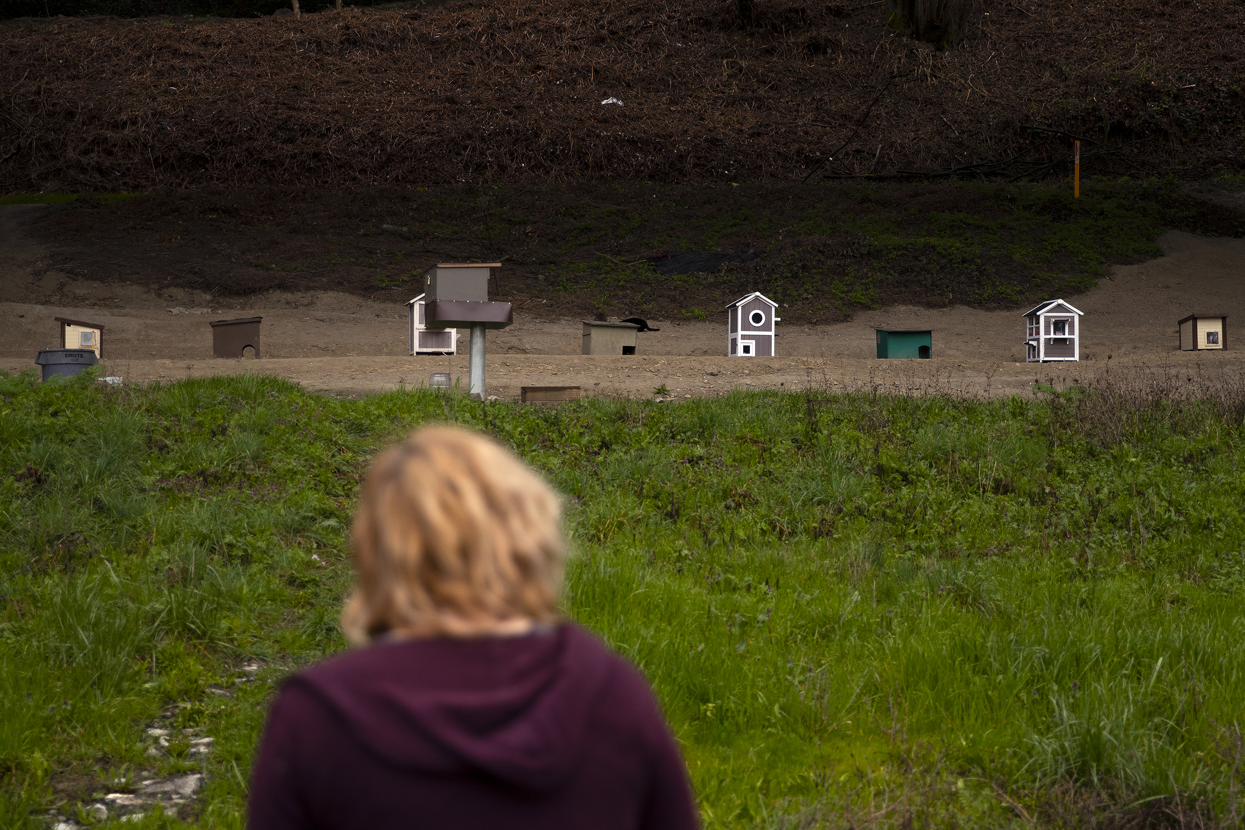 KUOW - PHOTOS: A tiny house village for feral cats in Seattle