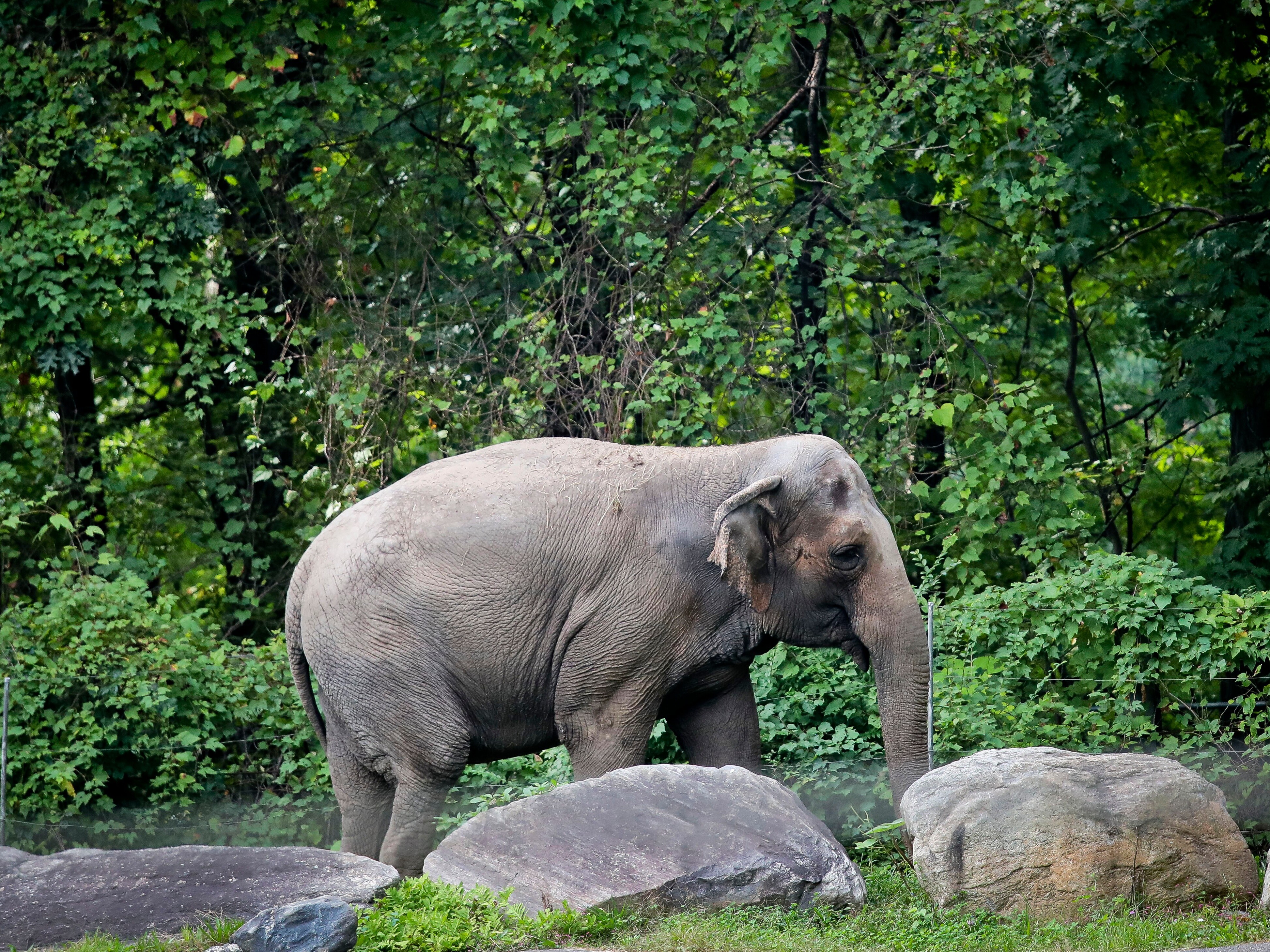 KUOW - Happy, who taught researchers that elephants can recognize ...
