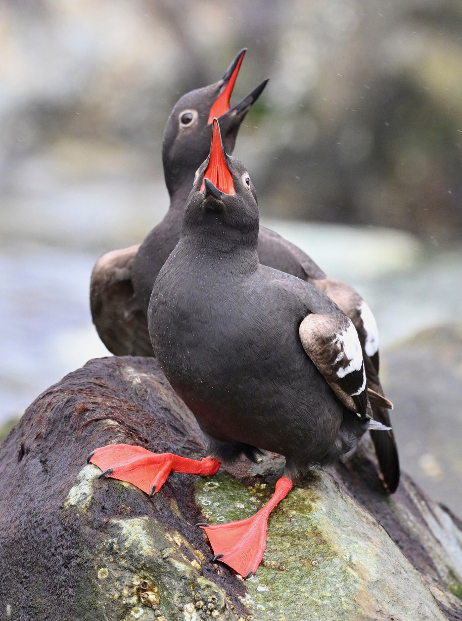 KUOW - How Puget Sound birders can see 'The Bird with Flaming Red Feet ...