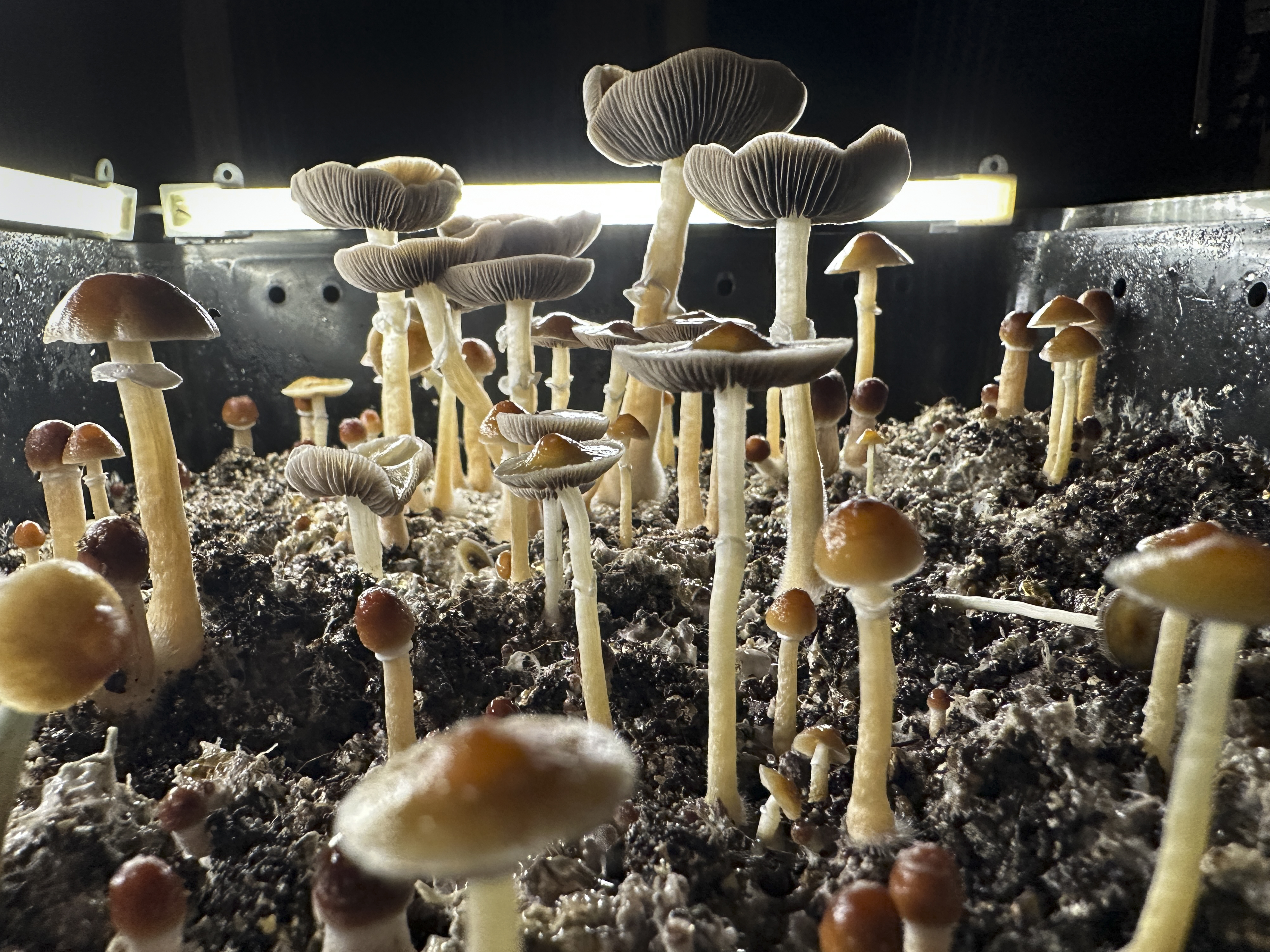 KUOW - In Oregon, psilocybin treatment is an experiment in real time