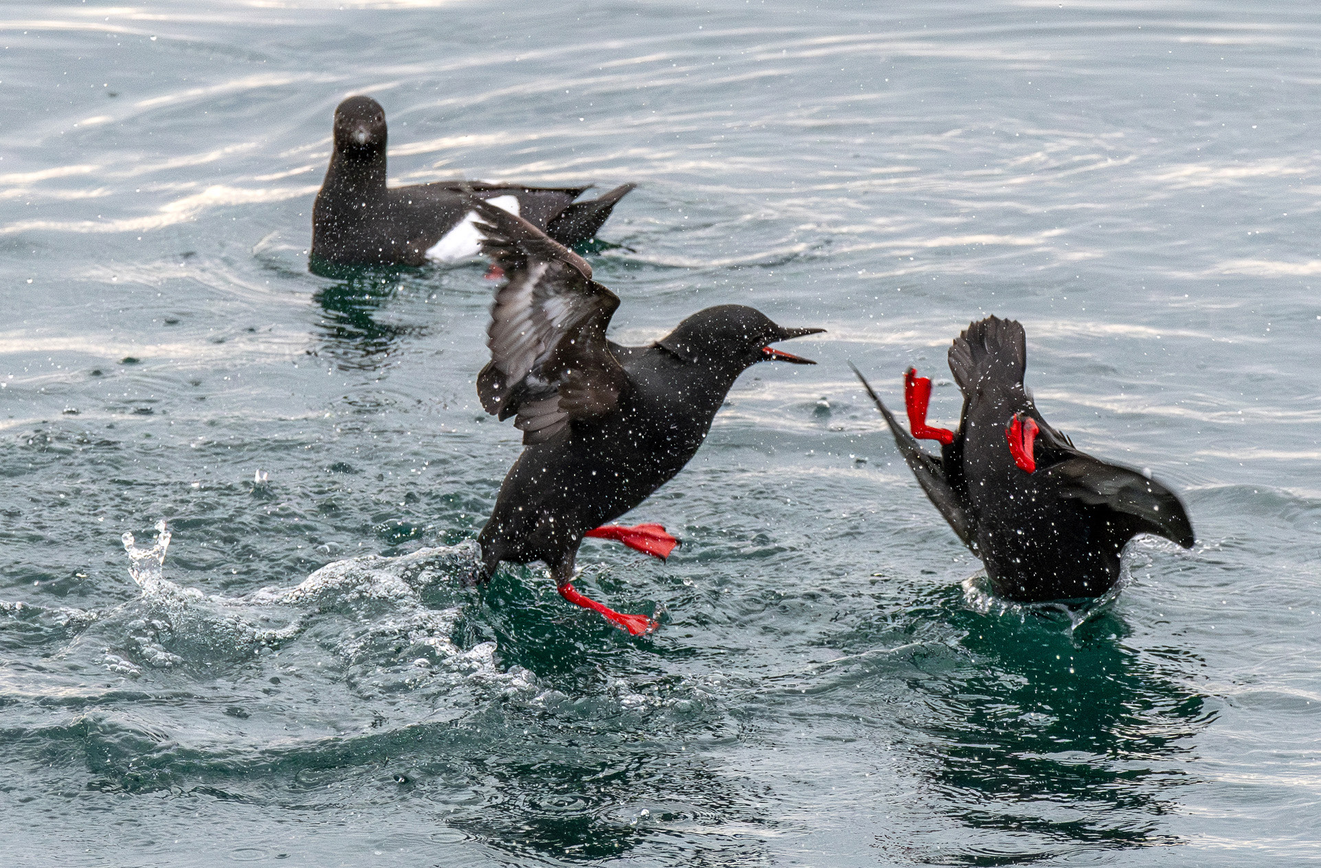 KUOW - How Puget Sound birders can see 'The Bird with Flaming Red Feet ...